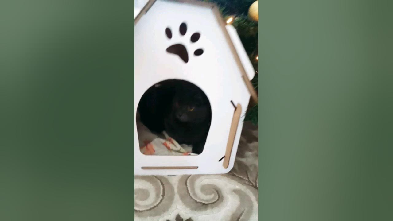 дом котика! 💗 - YouTube