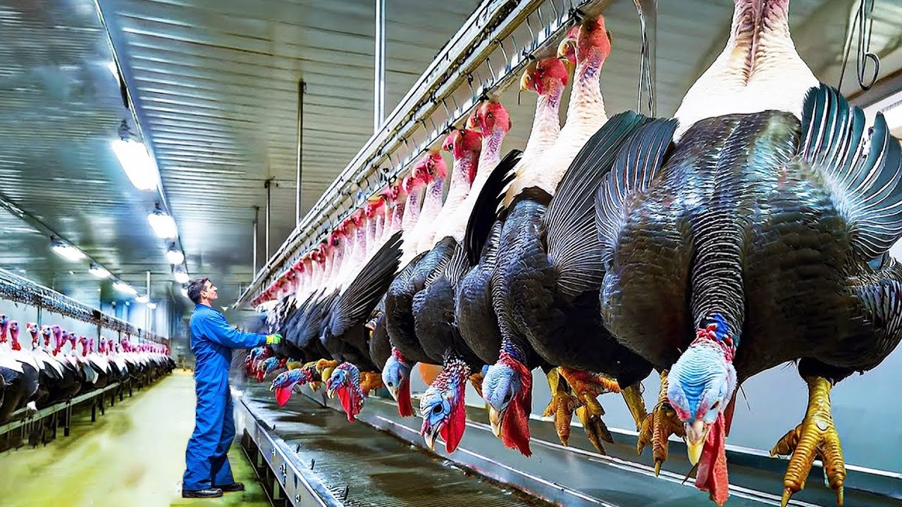 Unbelievable! How Millions of Turkeys Are Raised and Processed in Giant ...