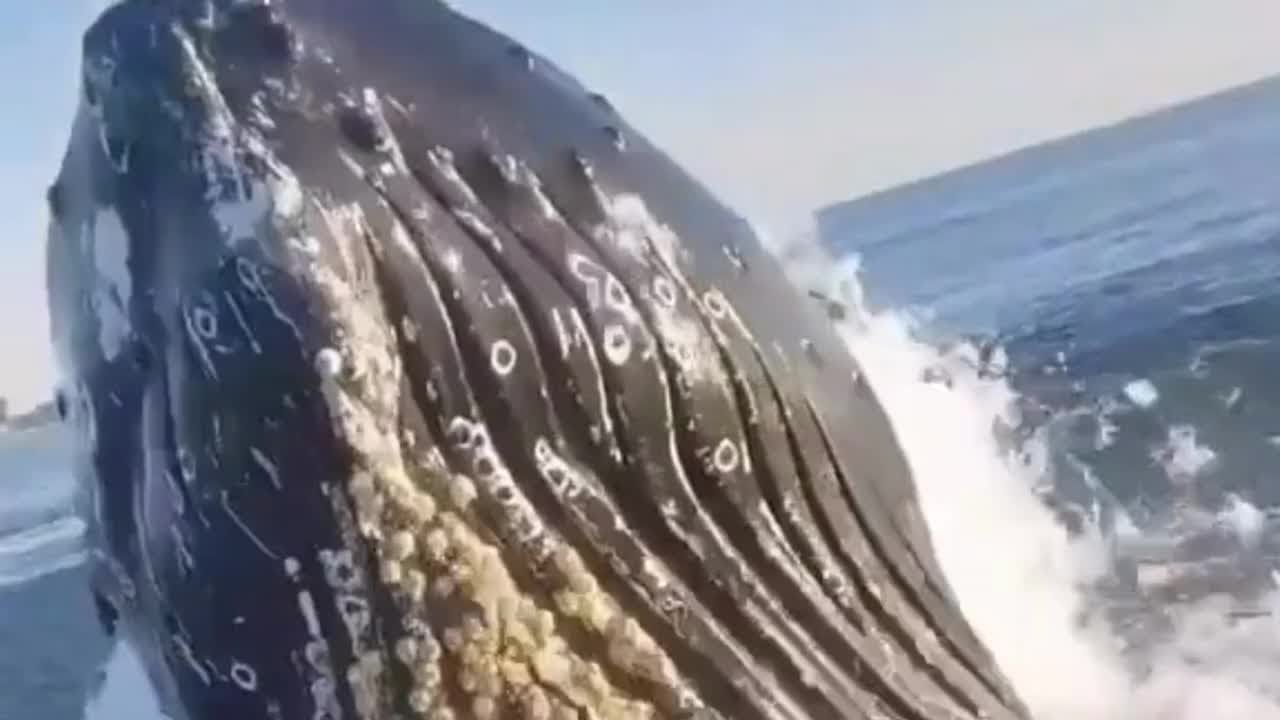 WHALE EXPLODES OUT OF WATER - YouTube