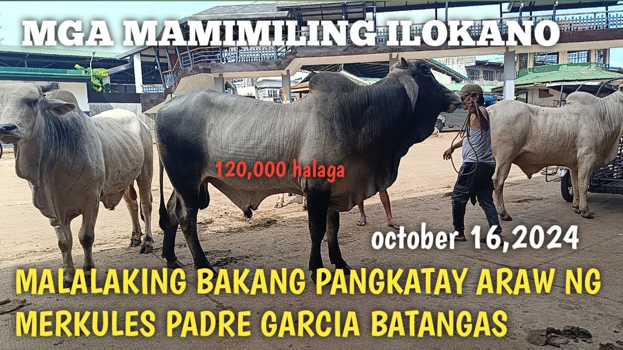 Mga ilokano na Mamimili ng Bakang Pangkatay sa Padre Garcia Batangas ...