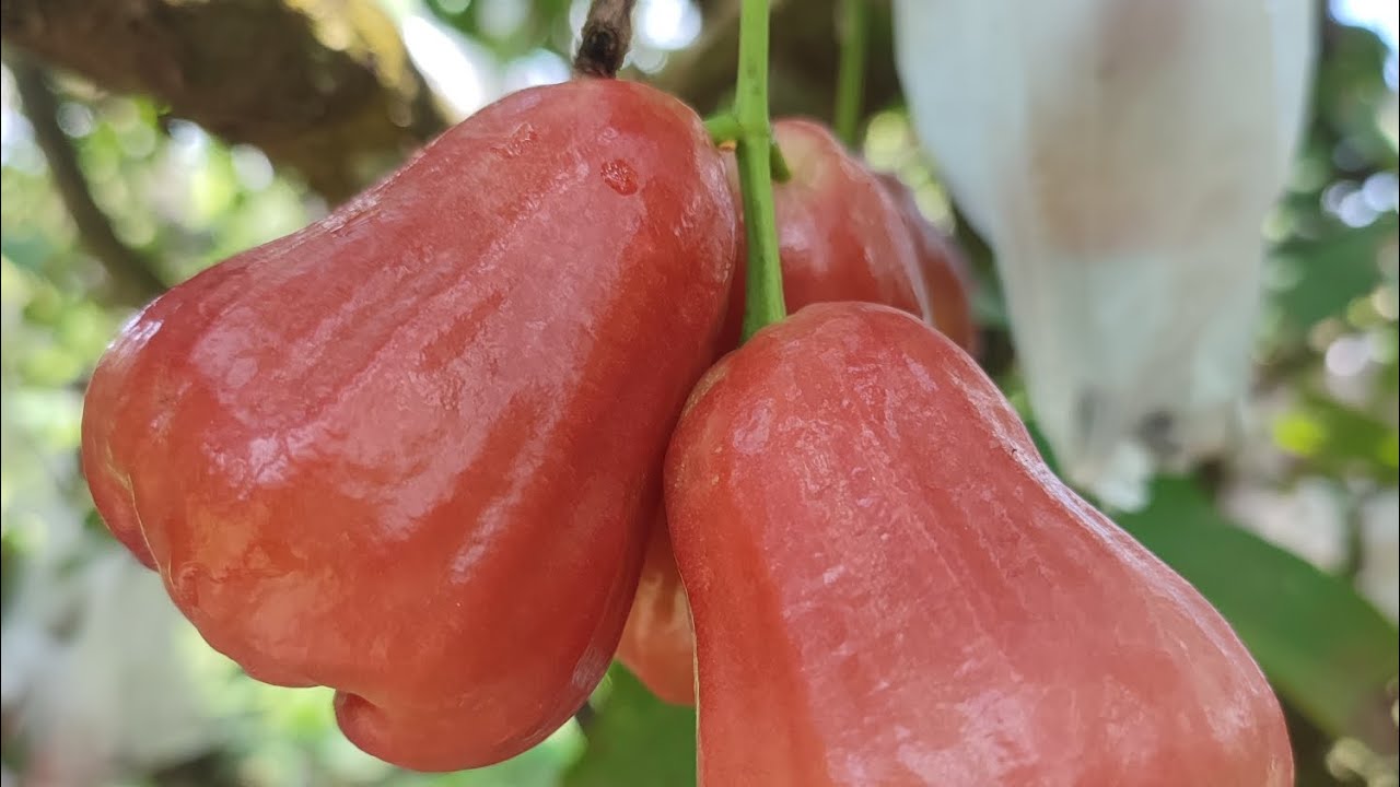 Proses panen Jambu Air Citra Organik 31 Agustus 2024 - YouTube