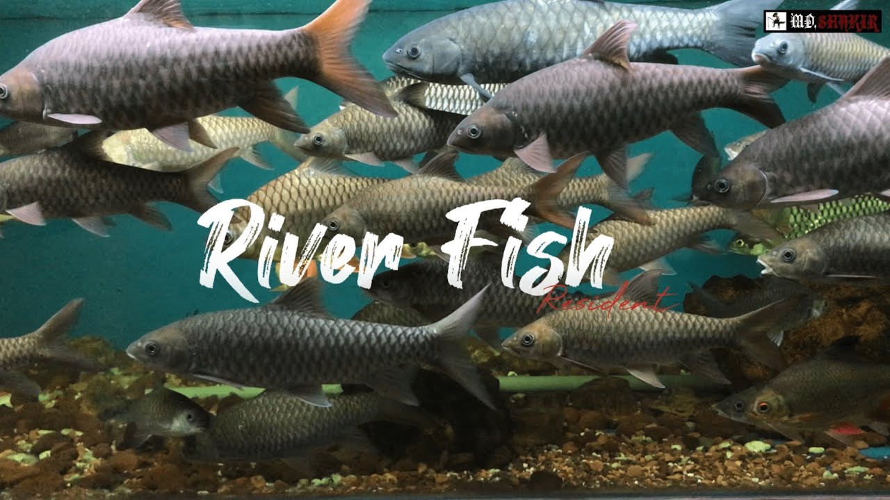 River Fish - YouTube
