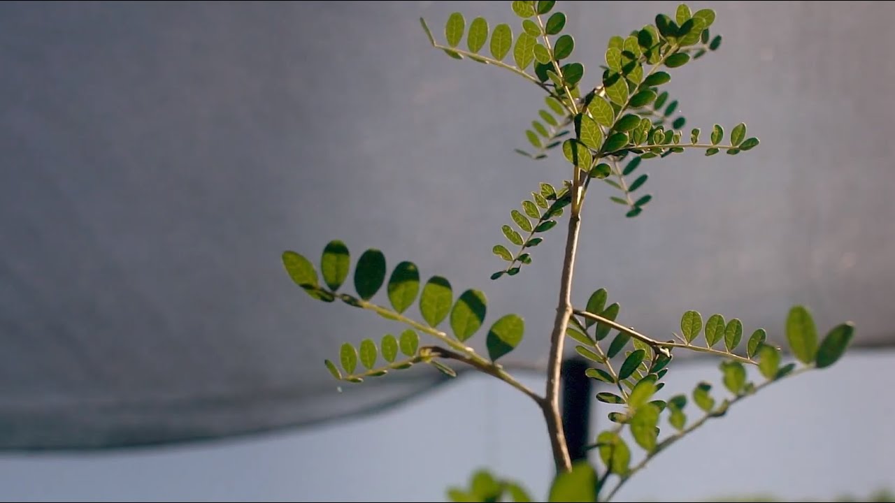 El Toromiro y su recuperación Rapa Nui | Memorias de Árboles - YouTube