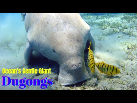 Gentle Giant Dugongs: 10 Amazing Facts about Dugongs