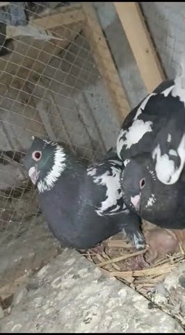 Beautiful breeding pair colour full pigeon - YouTube