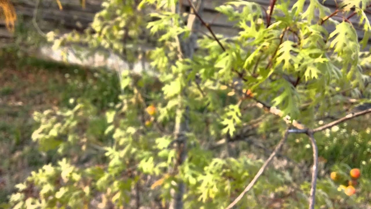 Insects invade my tree - YouTube