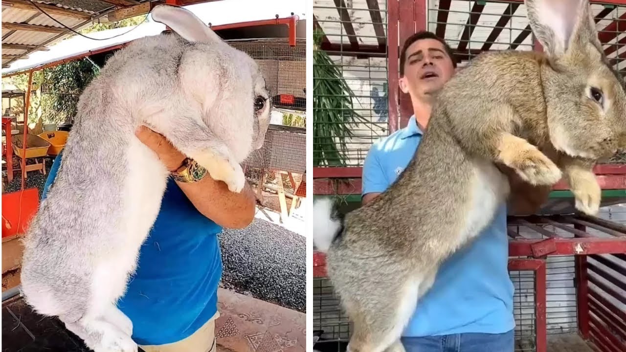 Flemish Giant Rabbits Are Dog-Sized Pets?! 🐰😲 Meet the World’s Biggest ...