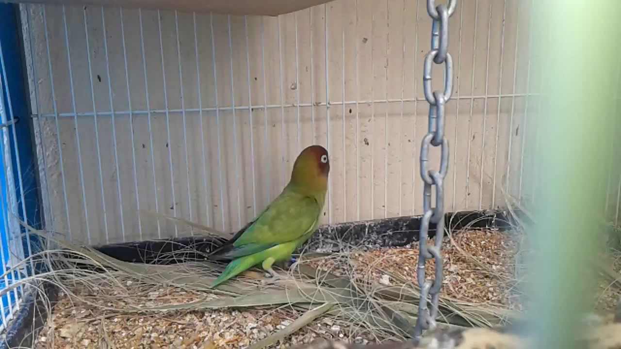 Rare mutation in black cheek lovebirds for Cyprus.!! - YouTube