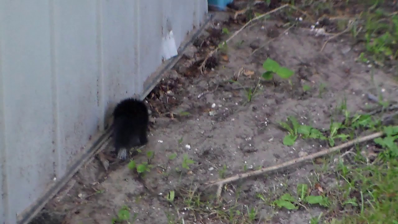 Skunk Pups - YouTube