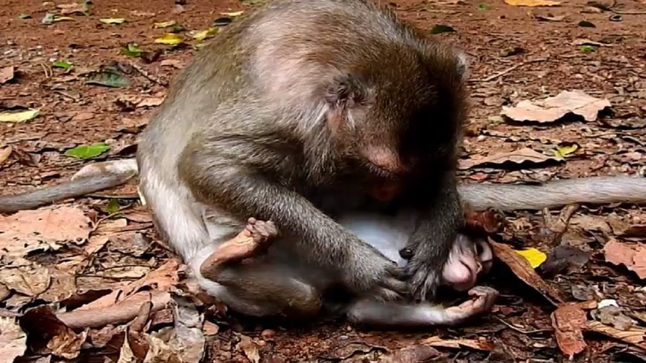 Brocken heart because mom just give new chant to give her best groom to ...