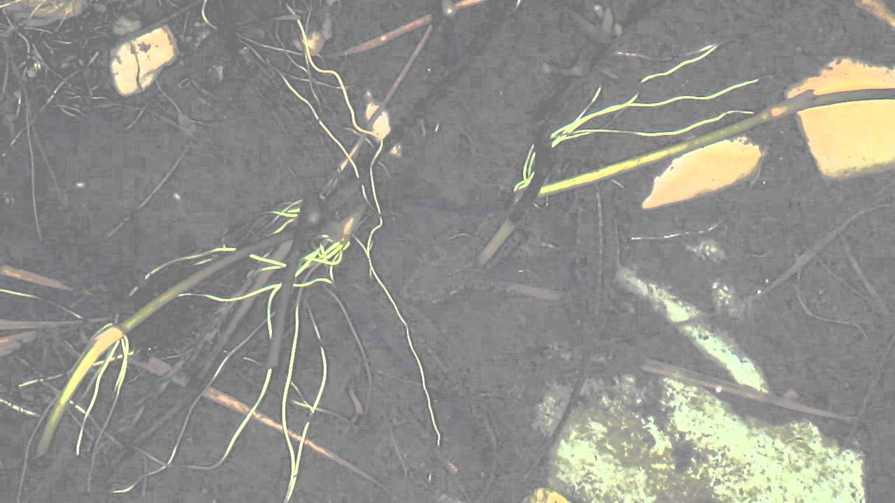 Cortexo nupcial do Limpafontes (Lissotriton boscai, antes Triturus ...