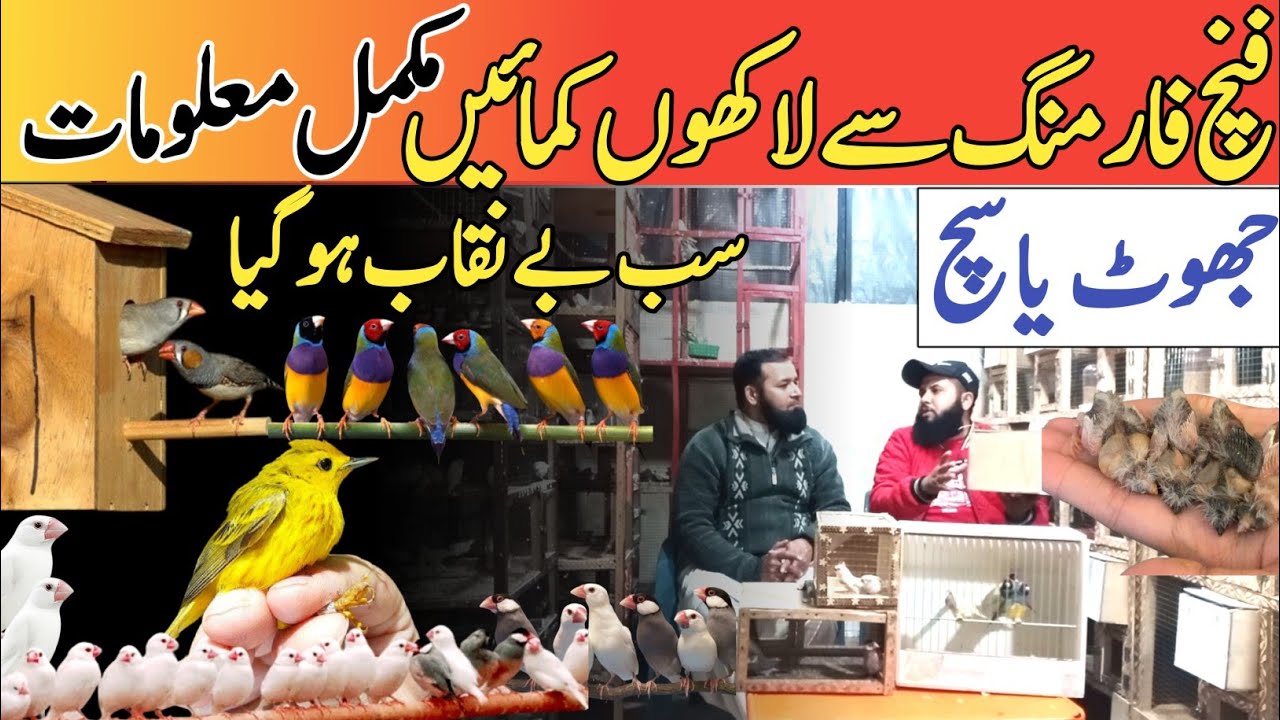 How To Start Java Finch Business With Low Budget In Pakistan | Java ...