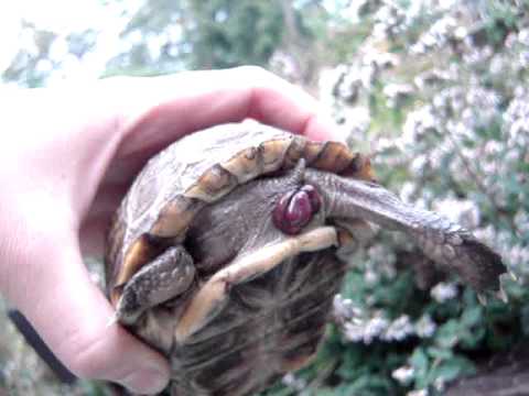 Female Box Turtle in heat - YouTube