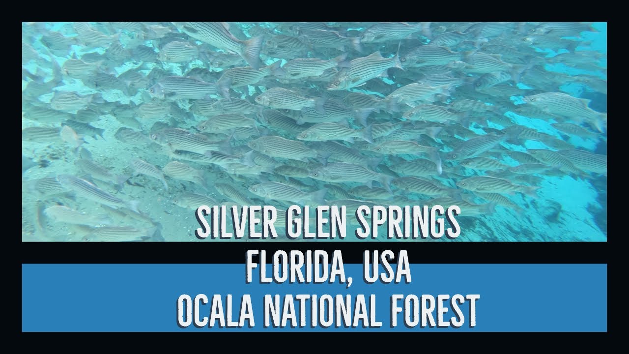 SILVER GLEN SPRINGS FLORIDA.. 2020 - YouTube