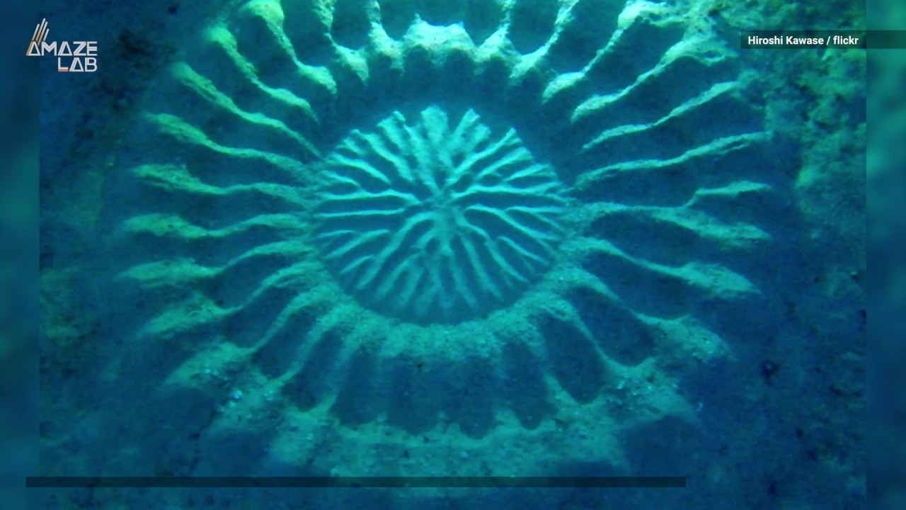 What's Behind These Mysterious Underwater Crop Circles? - YouTube