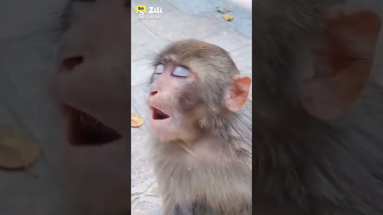Funny monkey compilation😂 cute monkey and dog video.funny monkey doing ...