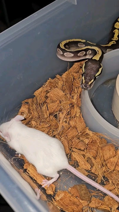 Python Crushes Mouse - YouTube
