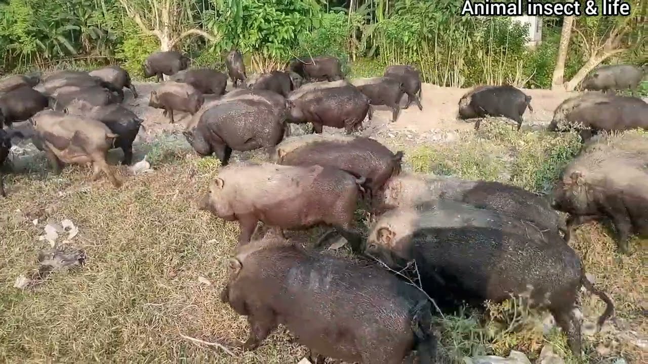 animals video.pig videos farm.wild animals videos - YouTube