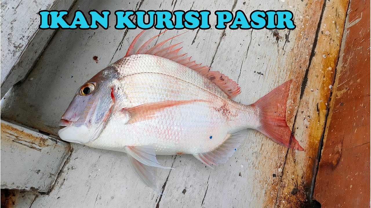 #short IKAN KURISI PASIR, SIZE NYA BISA SAMPAI 5 KILO - YouTube