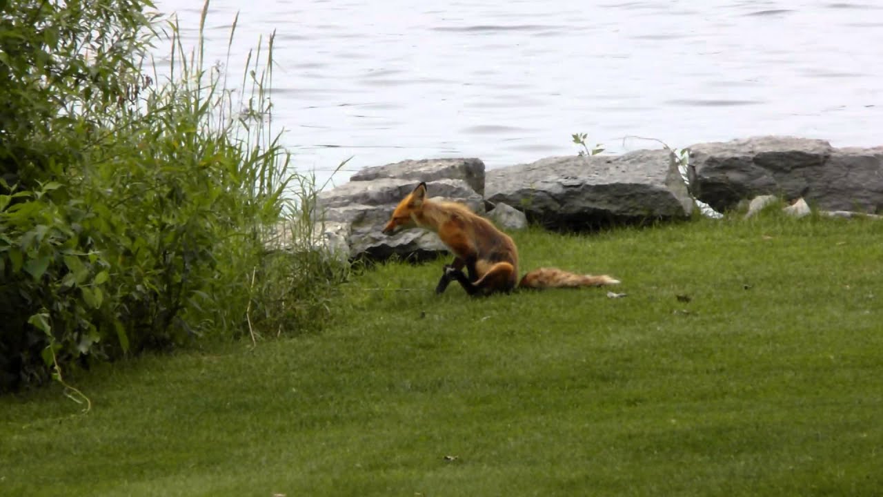 Red Fox - YouTube