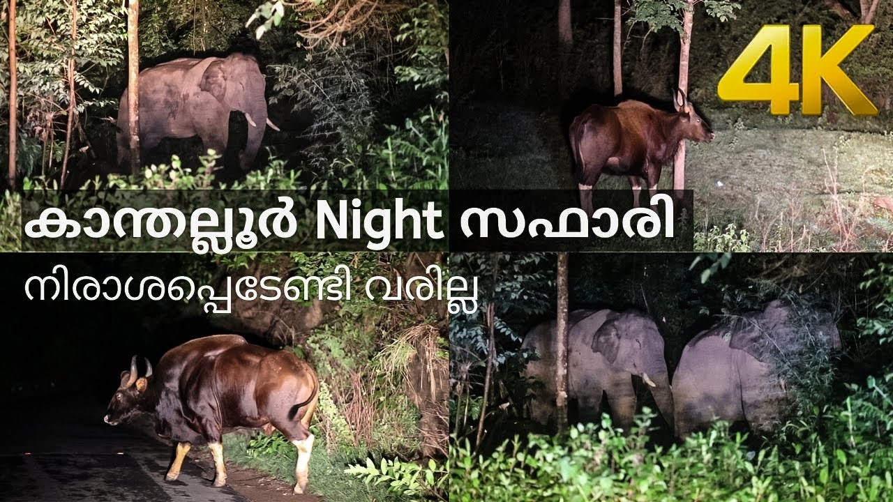 Chinnar Forest night ride !!! 4K - YouTube