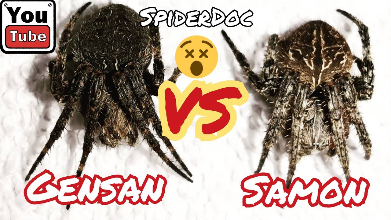 GENSAN vs SAMON Spider. Pre-Work Spider Fight. Fast Fight - YouTube