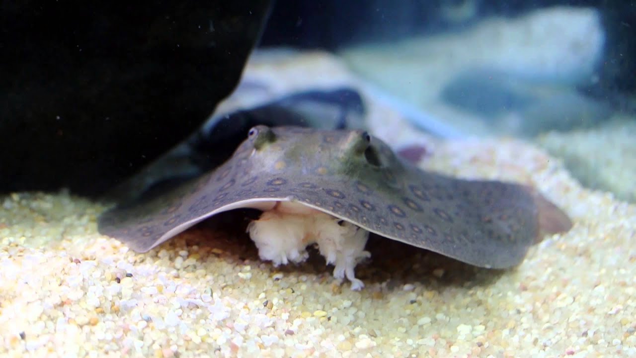 Motoro stingray eating a shrimp - YouTube