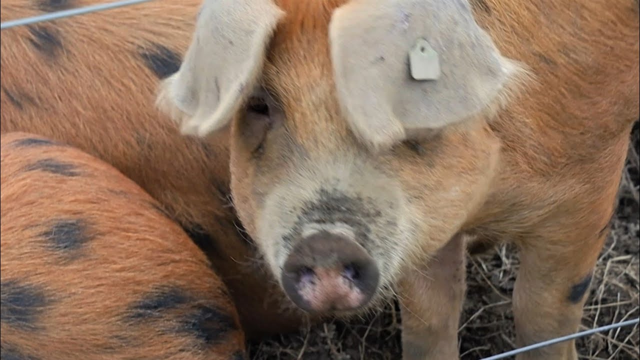 Oxford Sandy and Black Pig Oinking with Sleepy Friends, Ireland - YouTube