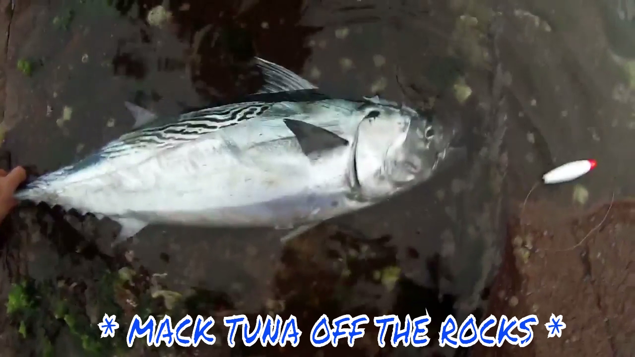 Mack tuna off the rocks !!! - YouTube