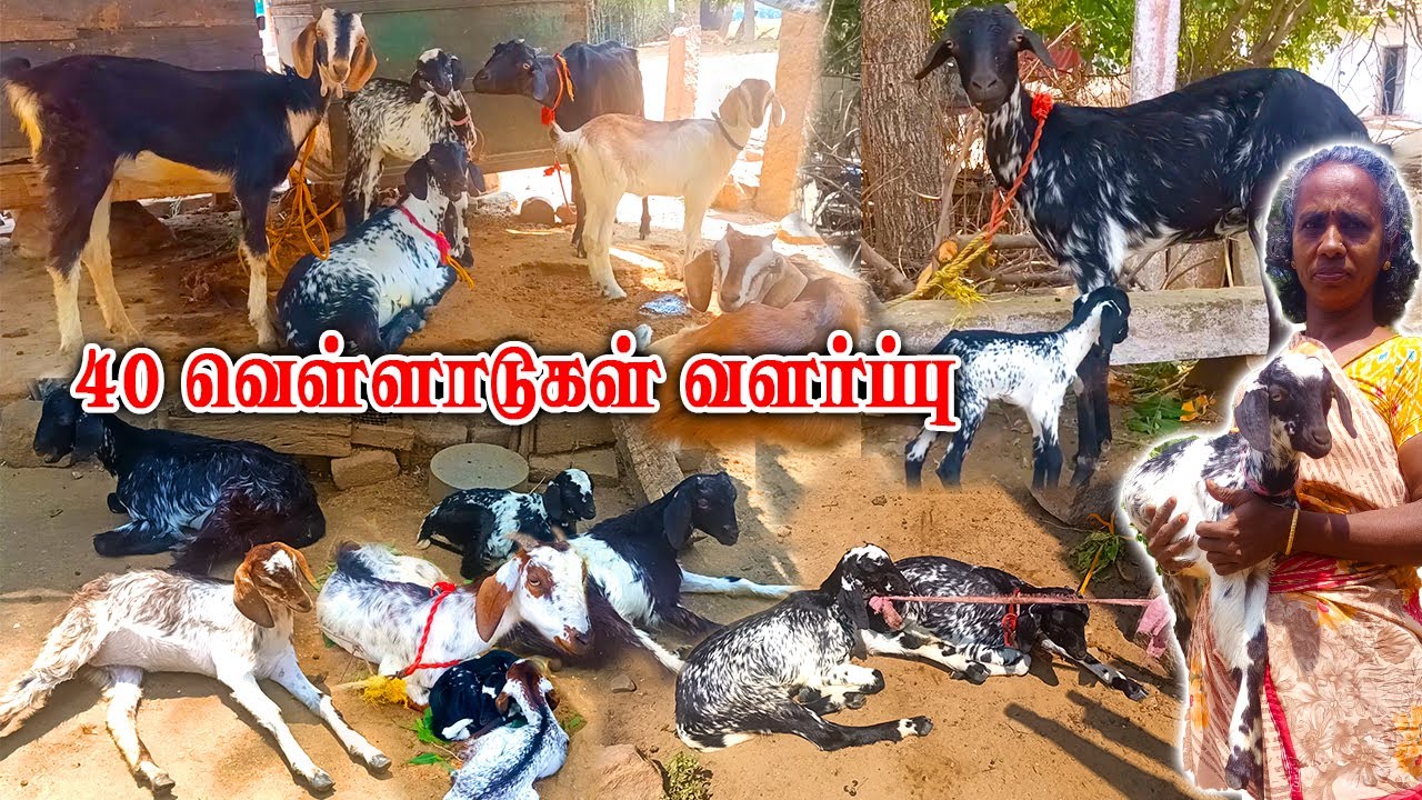 வெள்ளாடு வளர்ப்பு | ஆடு வளர்ப்பு | Velladu valarpu | Aadu valarpu in ...