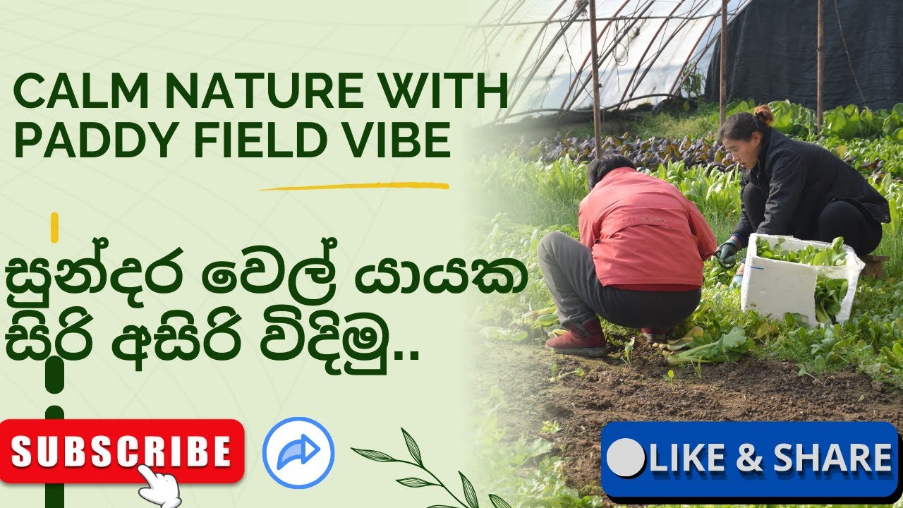 🌾 Soothing Paddy Field Ambience | Relaxing Nature Sounds for Peace of ...