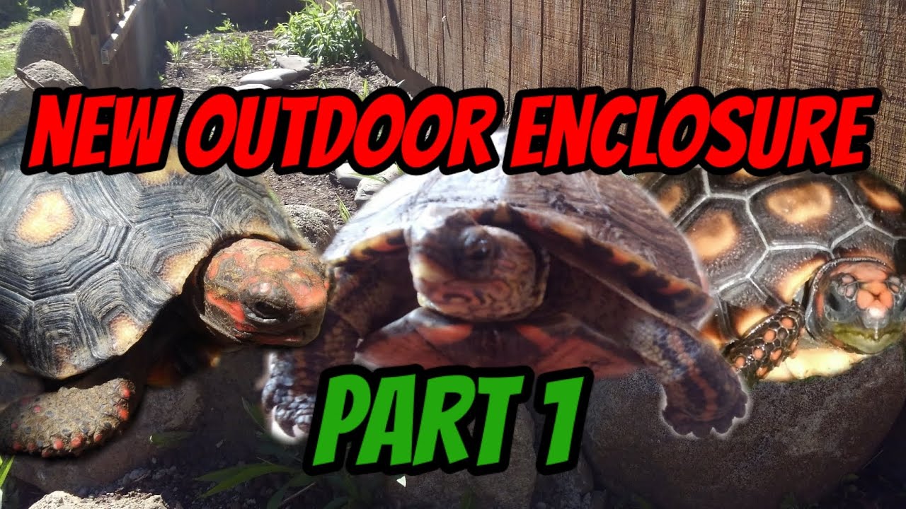 New Outdoor Enclosure Build for wood turtles and red foot tortoises ...