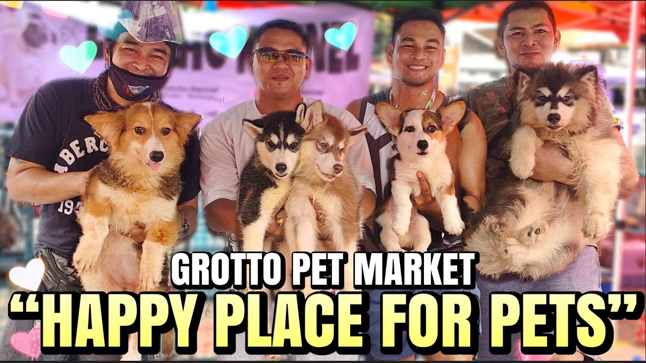 "HAPPY PLACE FOR PETS" | GROTTO PET MARKET | SEPT.17, 2023 - YouTube