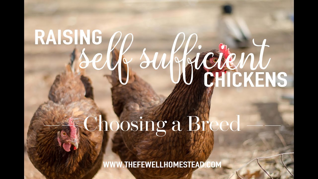 Self Sufficient Chickens | Choosing a Breed - YouTube