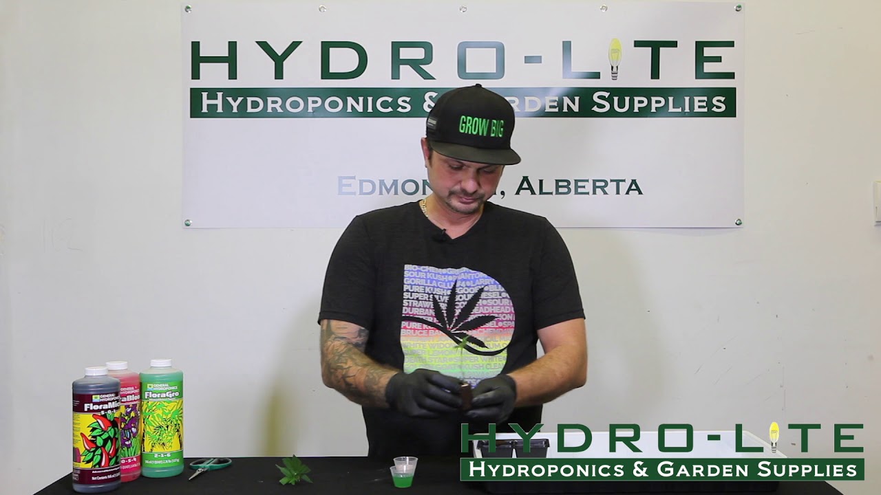 #5 Sinking your Cuttings into Rapid Rooters - Hydro-Lite Hydroponics ...