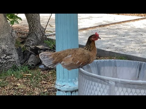 Light brown female chicken rests on a garbage can like a statue - YouTube