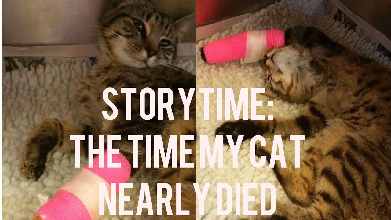 STORYTIME - THE TIME MY CAT NEARLY DIED 🐈 - YouTube