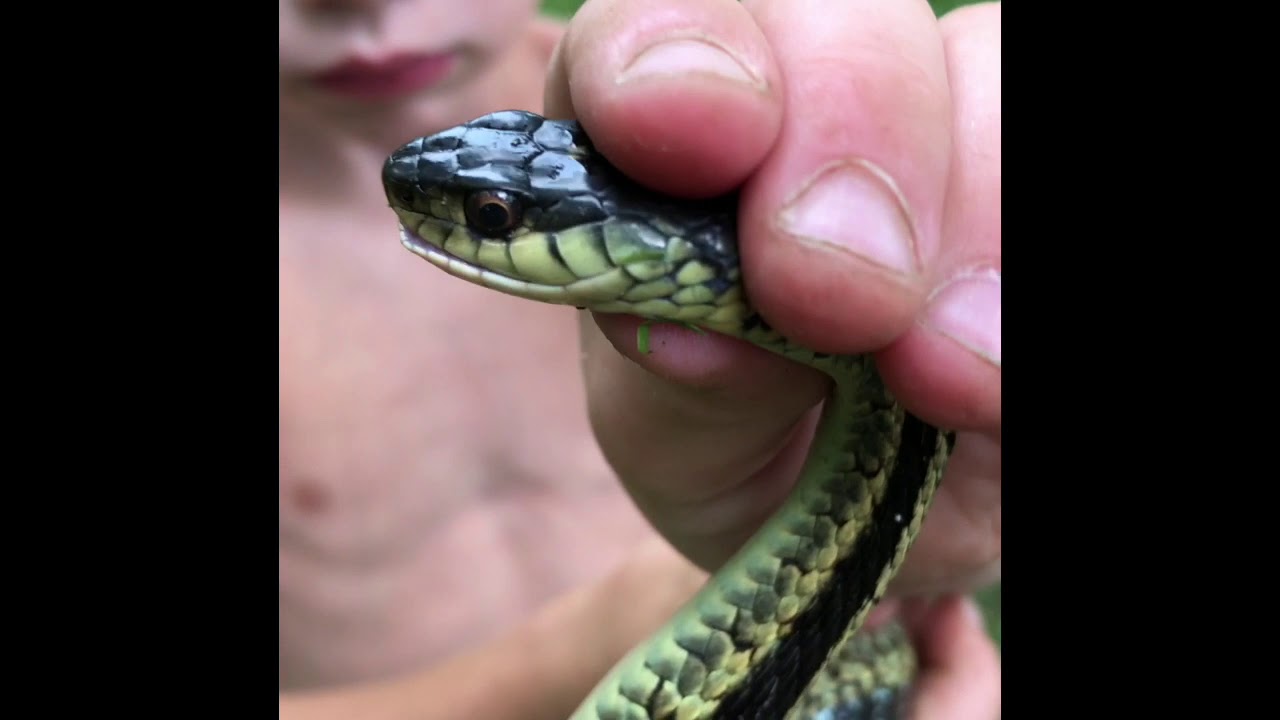 Episode 9 The regurgitating snake - YouTube
