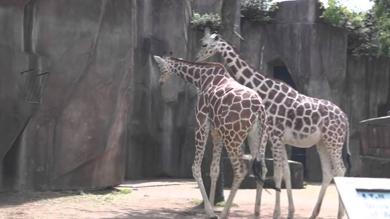 Giraffes - YouTube