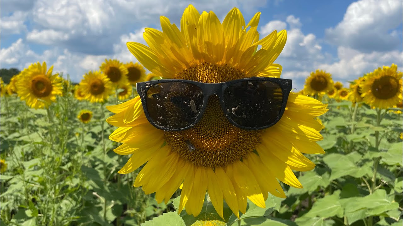 Russell Sunflower Patch 🌻 - YouTube