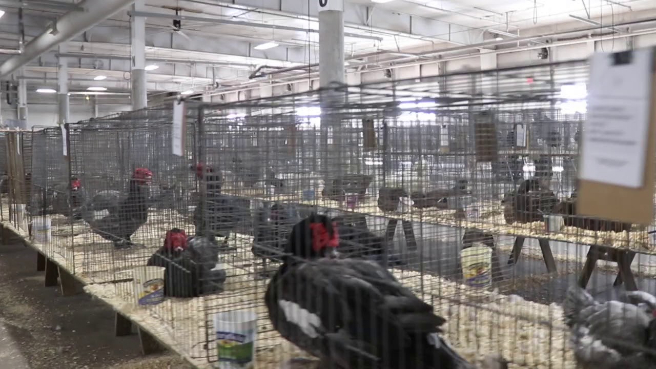 Nebraska State Poultry Show the Muscovy Class - YouTube