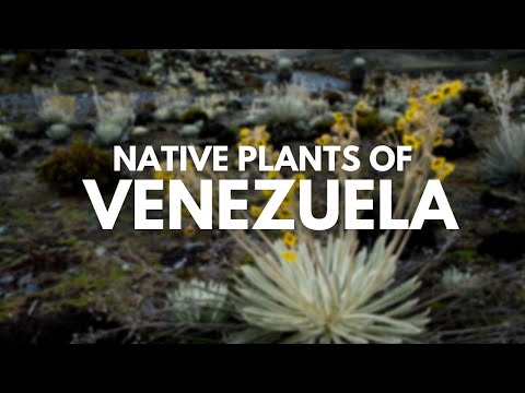 What Are Native Plants And Animals In Venezuela