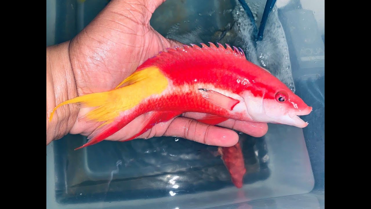 HUGE Cuban Hogfish - YouTube