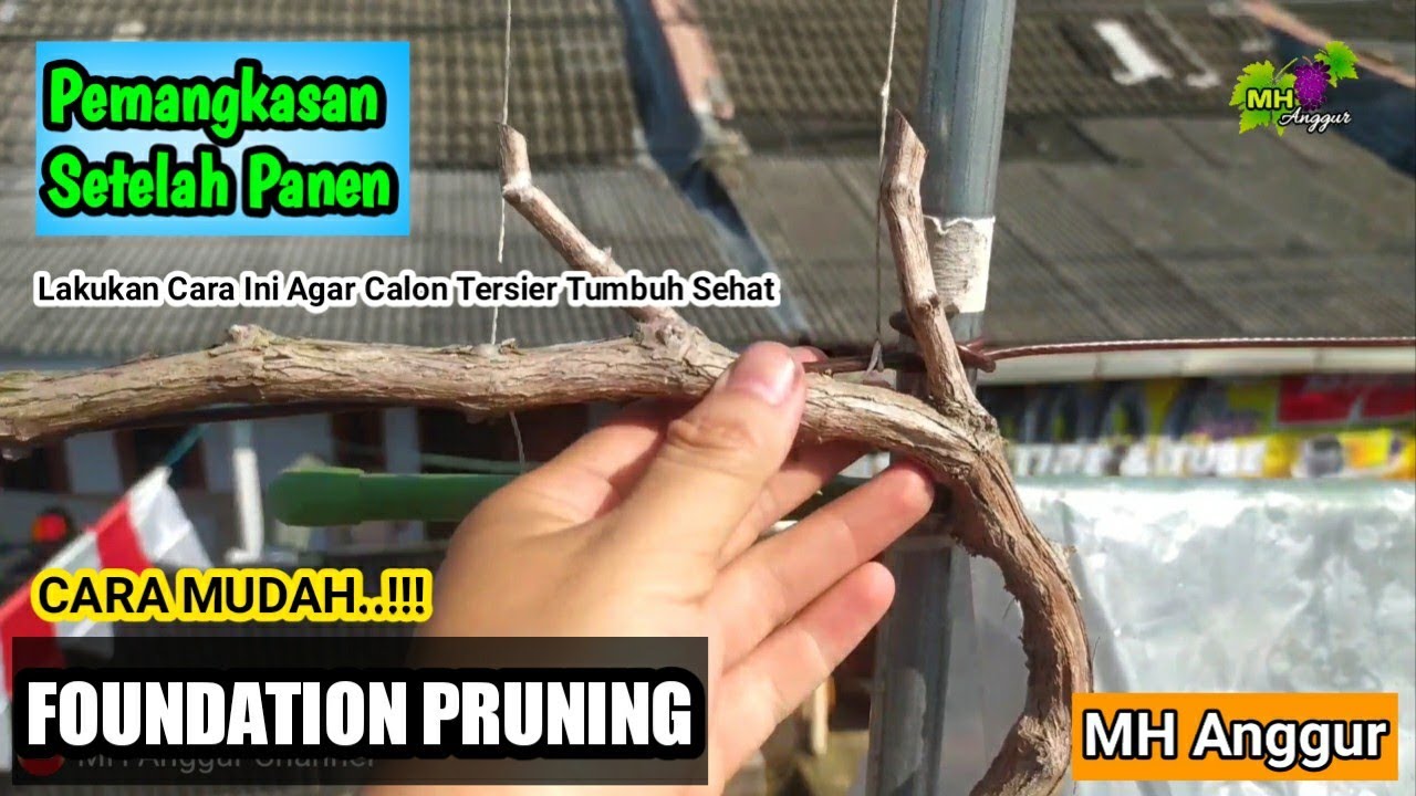 cara Foundation Pruning pohon anggur atau pangkas setelah panen anggur ...