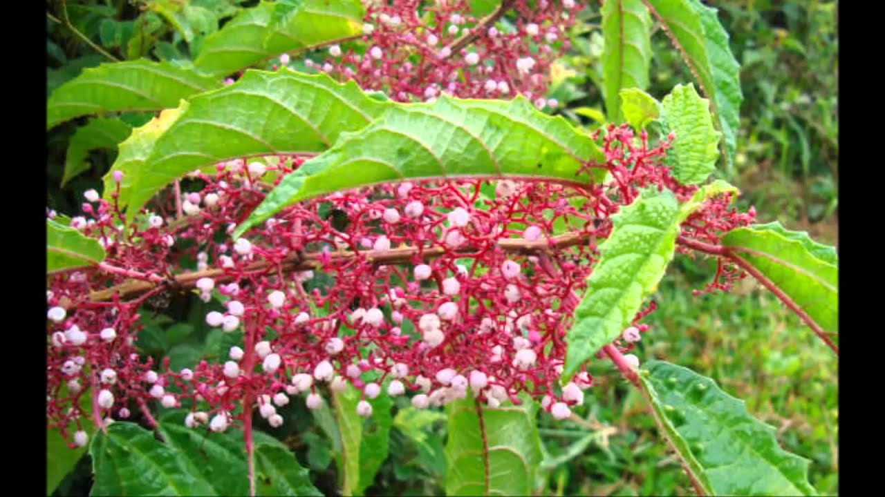 LA PRINGAMOSA:LOS 50 DE JOSELITO-FULL AUDIO - YouTube