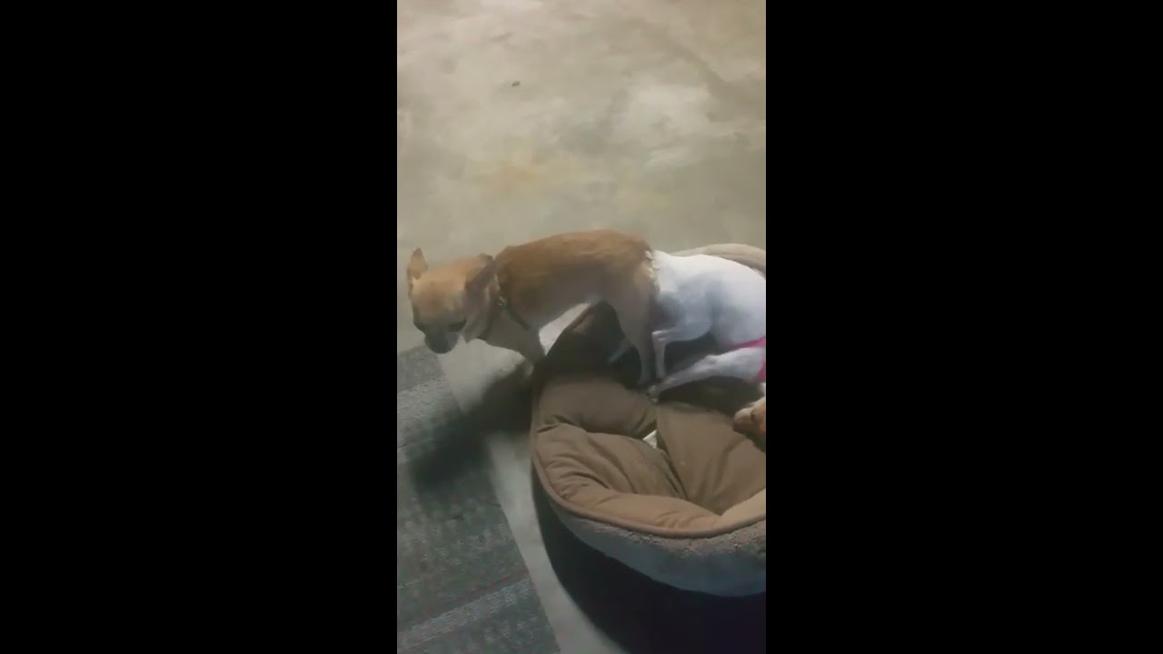 Chihuahua teacups mating - YouTube