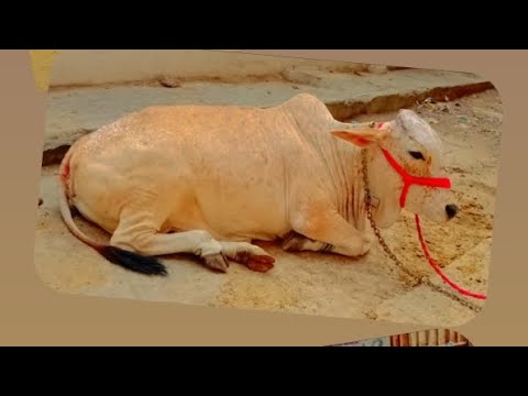 Haseeb interview cow🐄 - YouTube