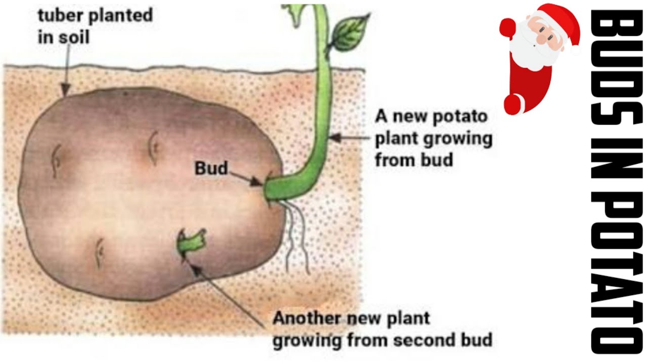 BUDS IN POTATO | EYES OF POTATO | MEANS OF ASEXUAL REPRODUCTION IN ...