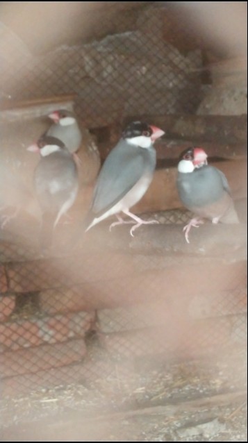 mashallah my so cute black Java Sparrow 🐦#parrot#breeding 💯 my YouTube ...