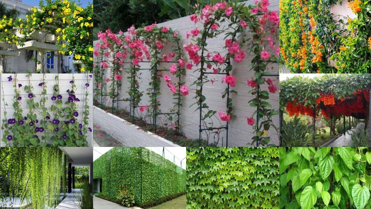 INSPIRASI Desain Tanaman Rambat (Merambat) - Menciptakan Ruangan Hijau ...